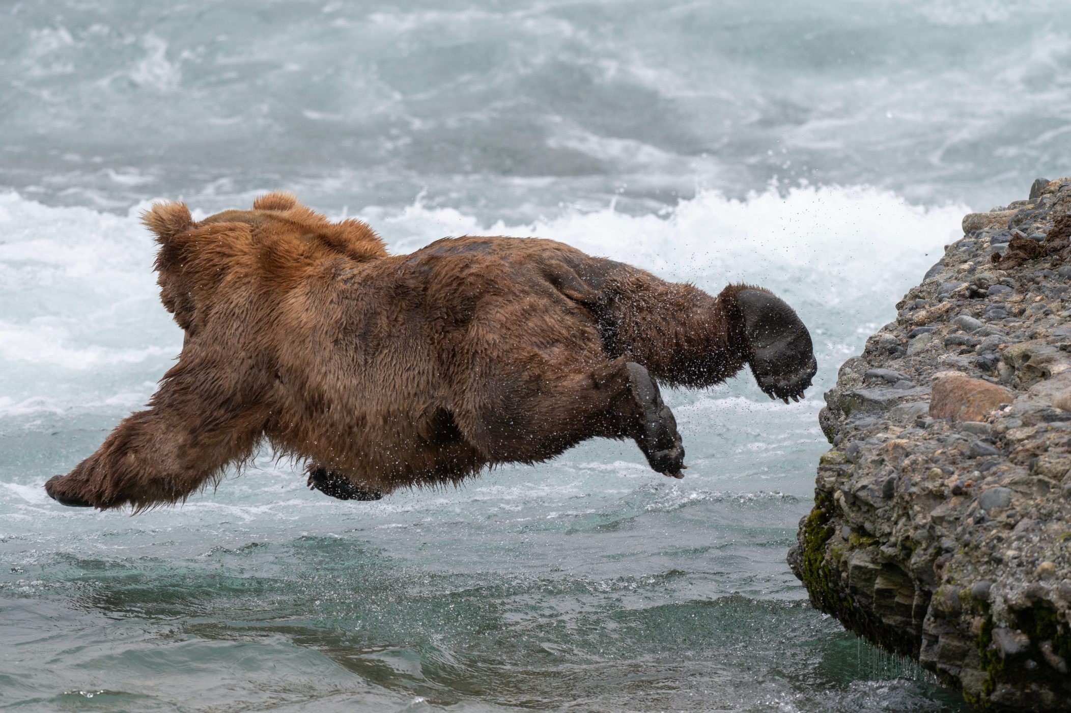 Experience the Best Bear Watching in Alaska | Alaska Activities
